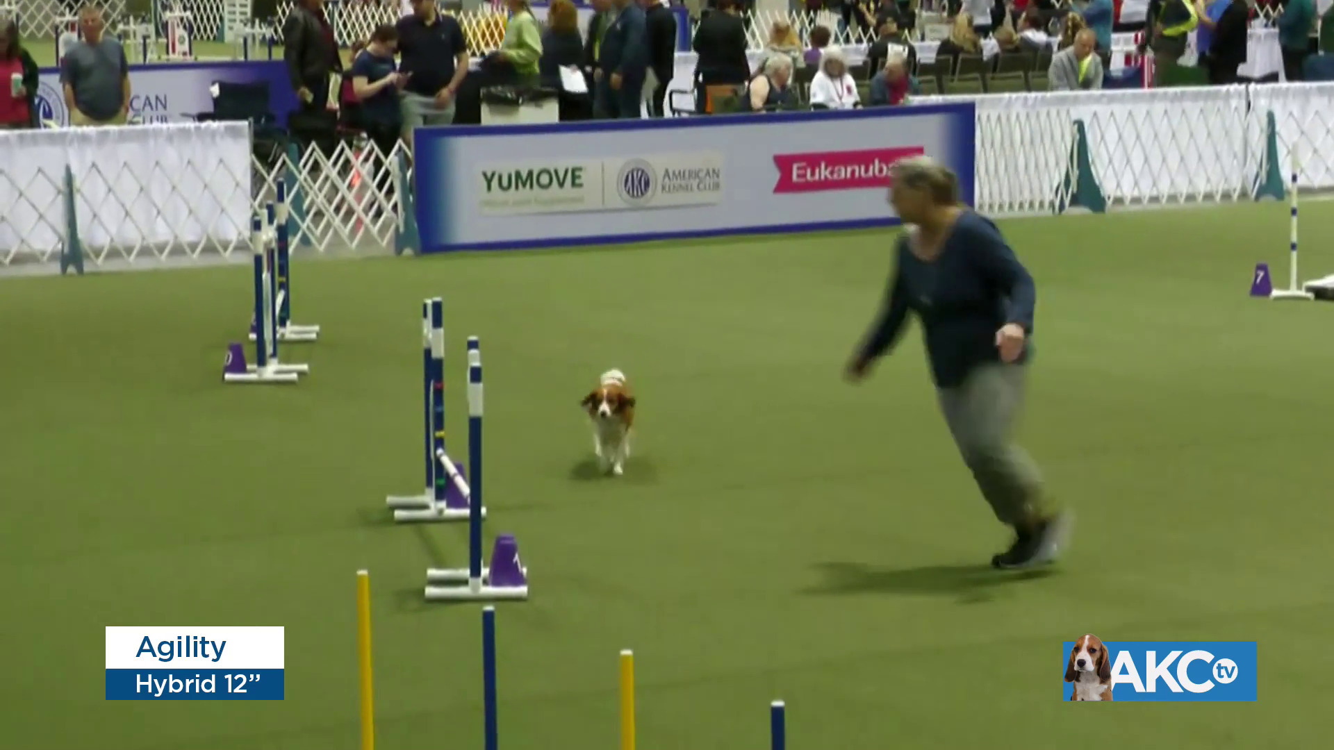 Hybrid - 12 Inch | AKC.tv