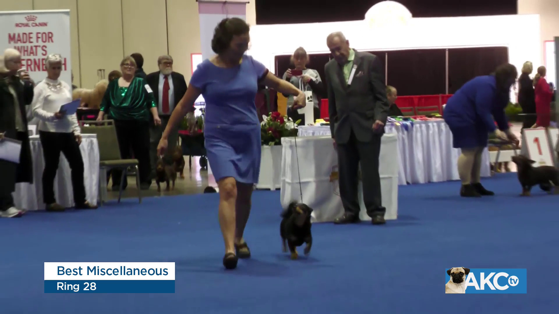Best Miscellaneous | AKC.tv
