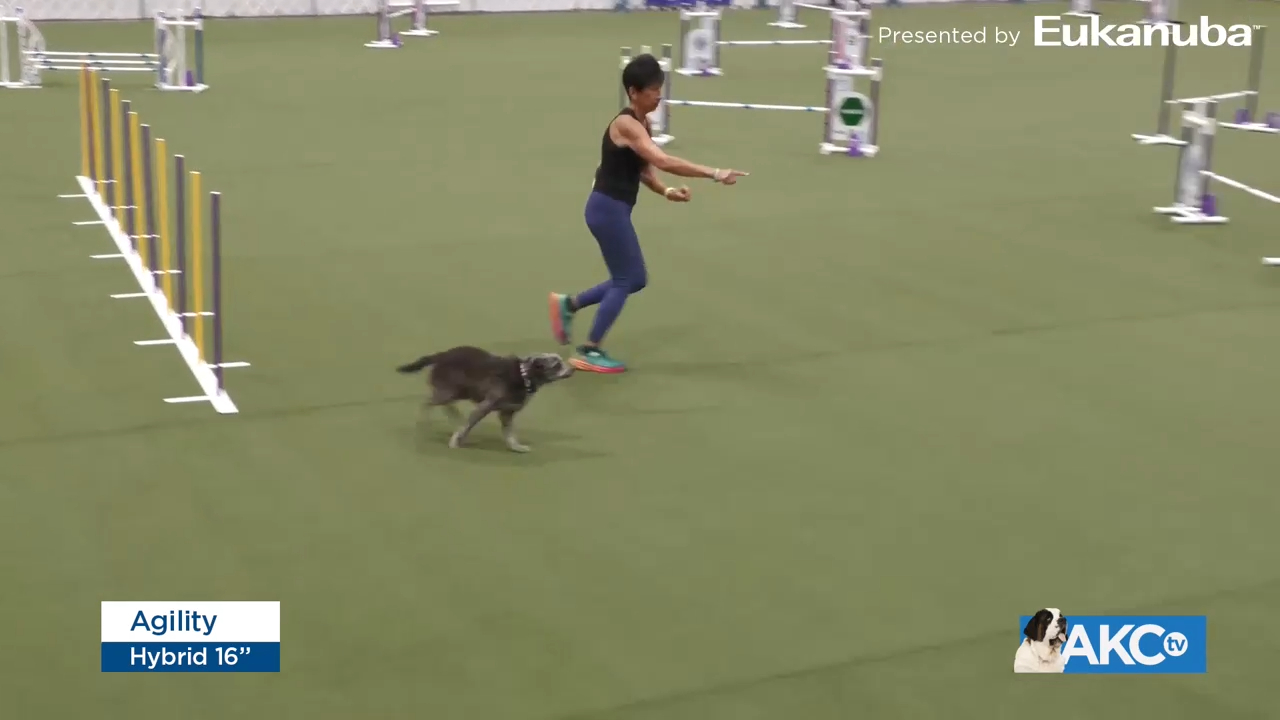 2024 Agility Invitational Finals | AKC.tv