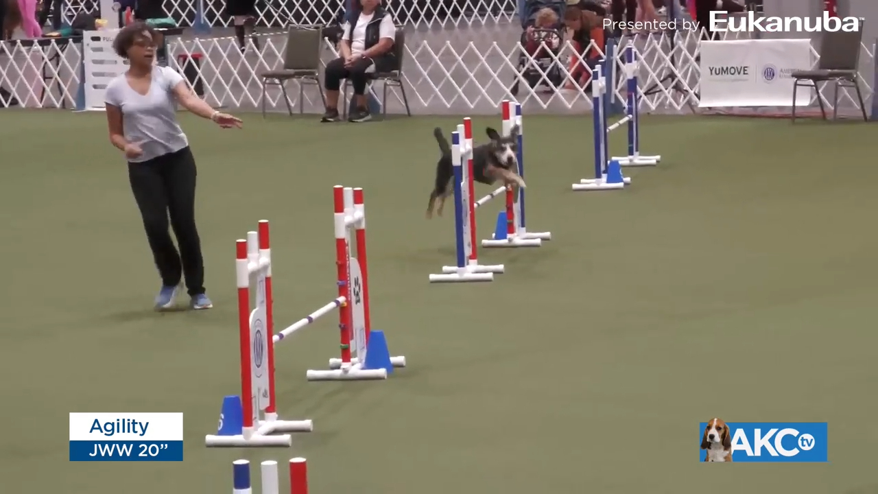 JWW 4/8 Inch - Sunday | AKC.tv