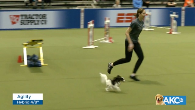 Hybrid | AKC.tv