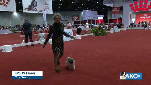 NOHS - Terrier Group | AKC.tv