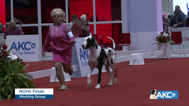 NOHS - Terrier Group | AKC.tv