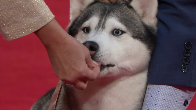 Best NOHS in Show | AKC.tv