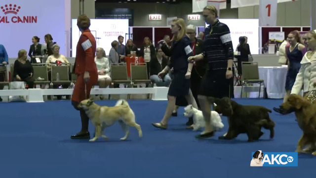 Junior Showmanship | AKC.tv