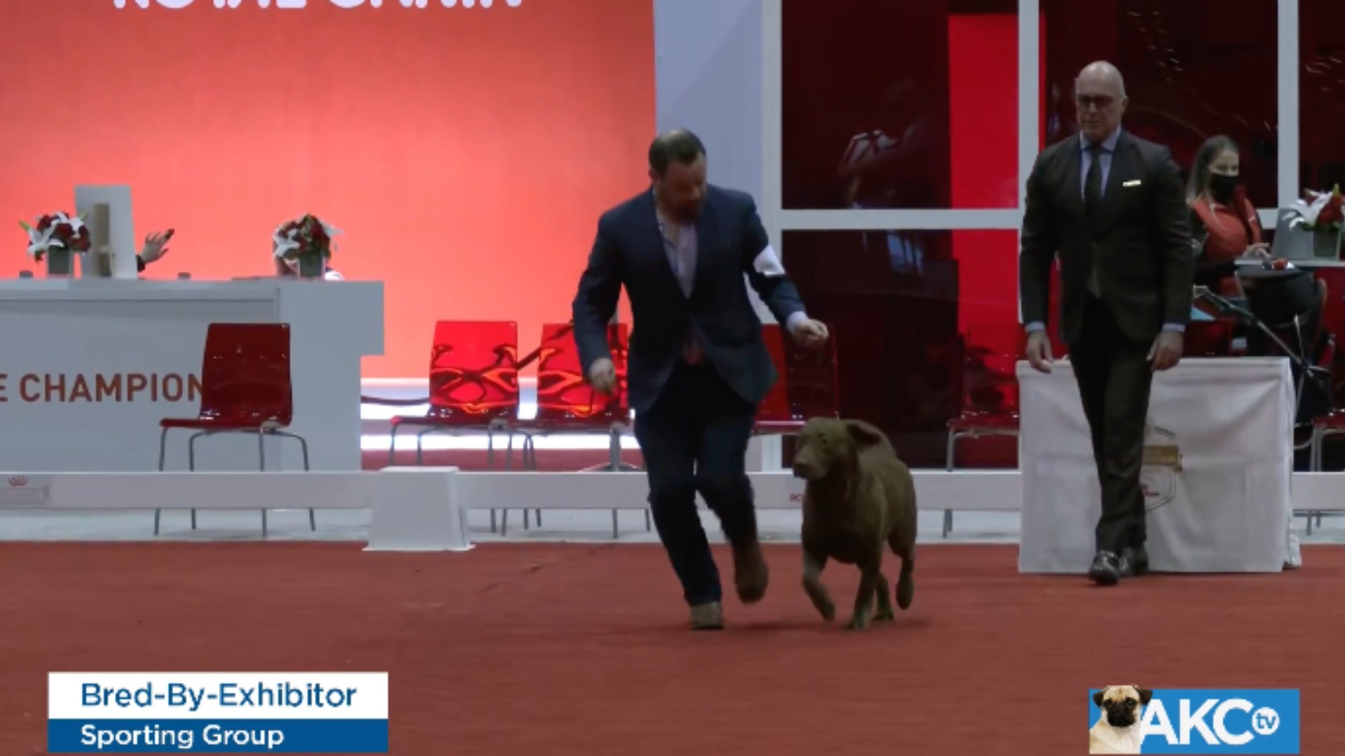 Bred-by-Exhibitor - Sporting Group | AKC.tv