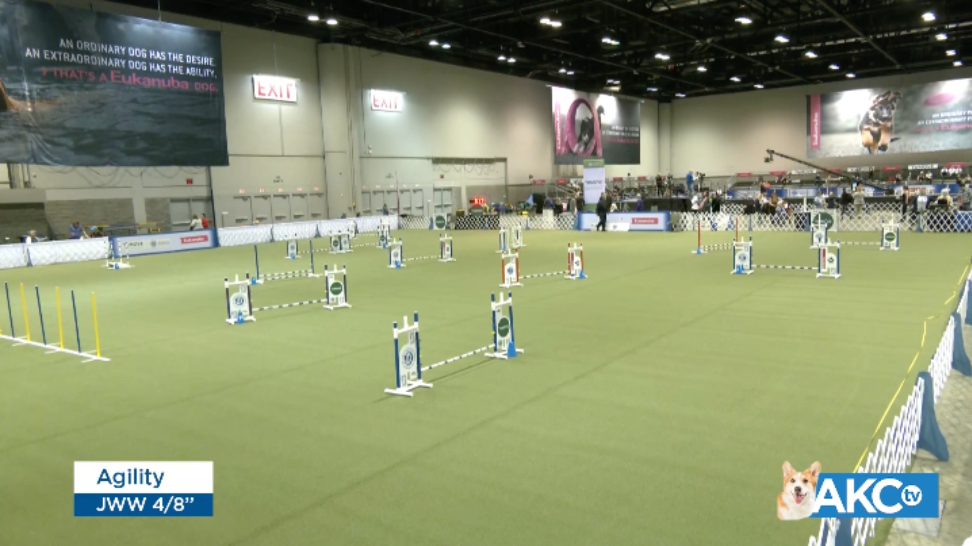 JWW 4-8 Inch - Sunday | AKC.tv