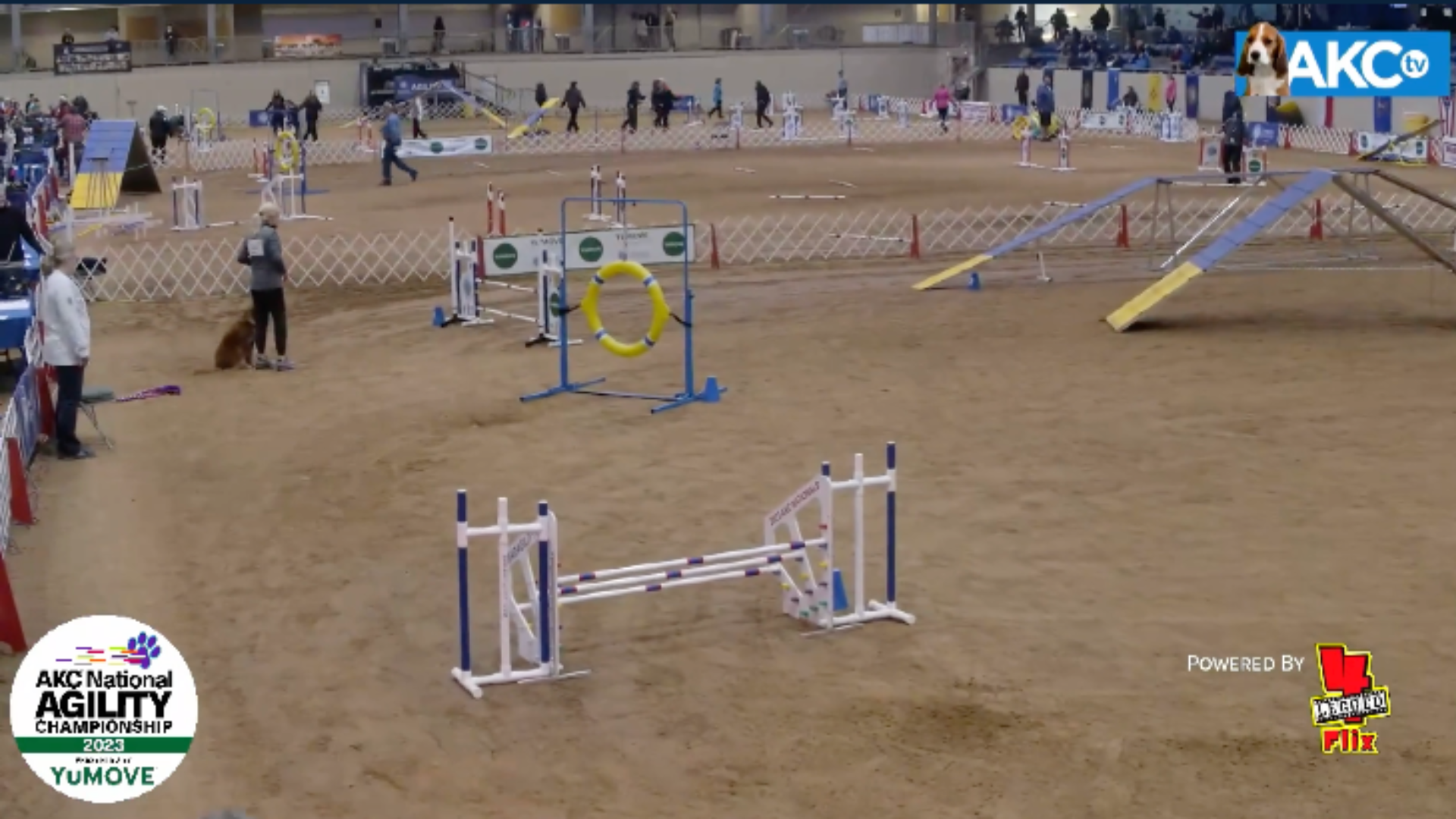 Standard - 20 Inch | AKC.tv