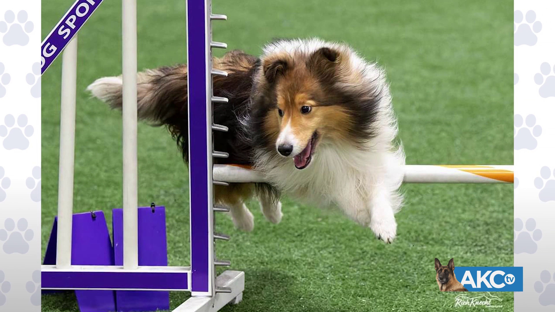 Agility | AKC.tv