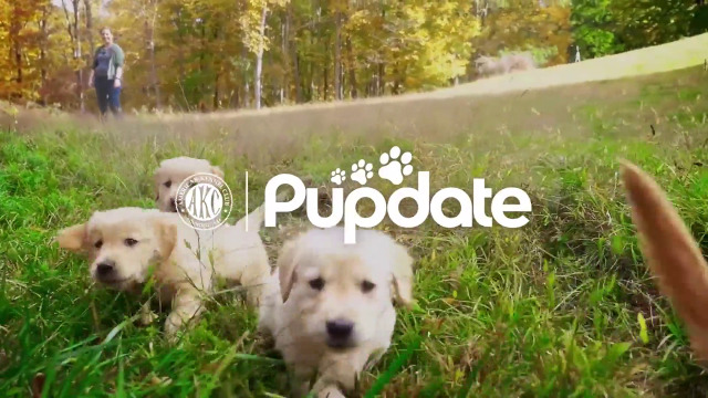 AKC Rally | Intro to Dog Sports | AKC.tv