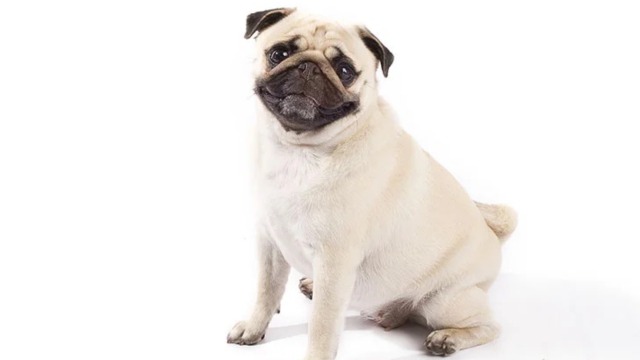 Pug | AKC.tv