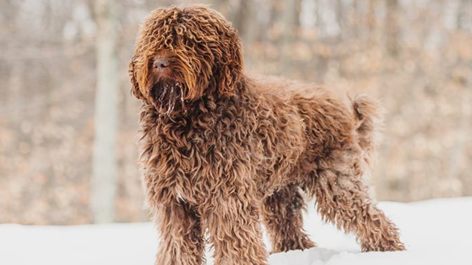 Cocker Spaniel | AKC.tv