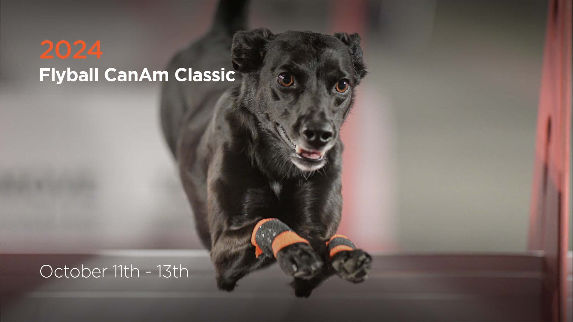 AKC.TV - Main Channel | AKC.tv