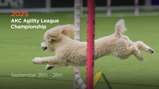 AKC.TV - Main Channel | AKC.tv