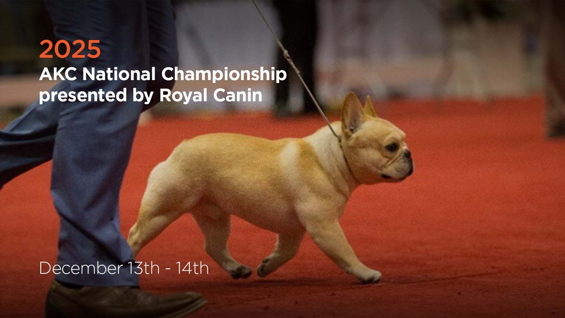 More Conformation | AKC.tv