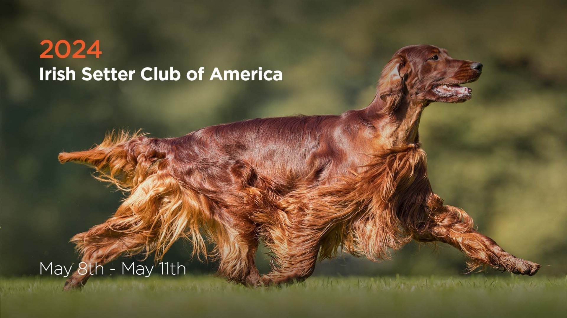 Irish Setter Ring 1 | AKC.tv