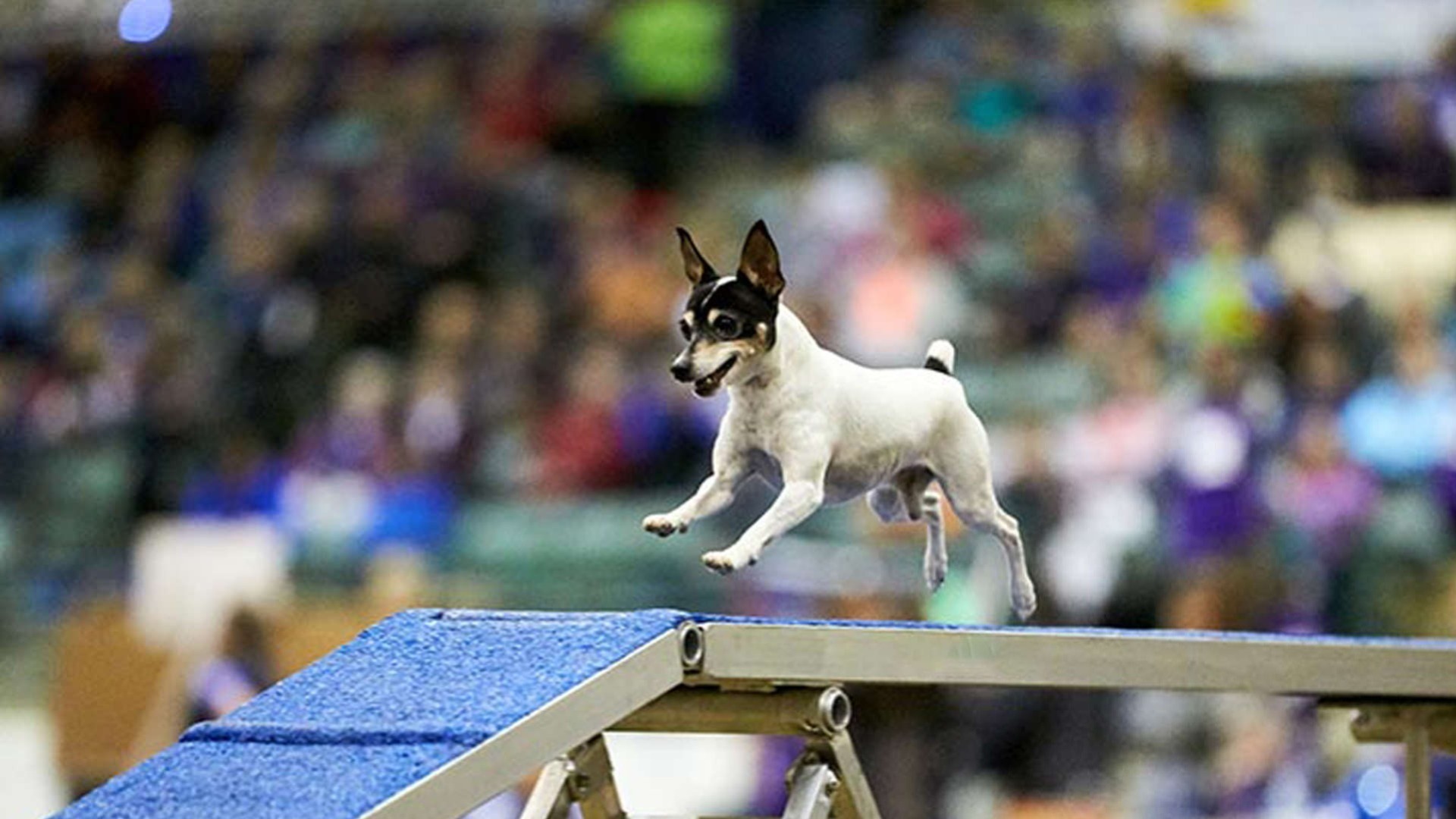 AKCtv Events | AKC.tv