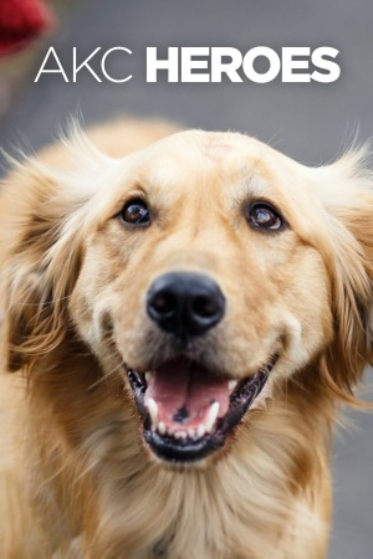 View Series & TV Shows on AKC.TV