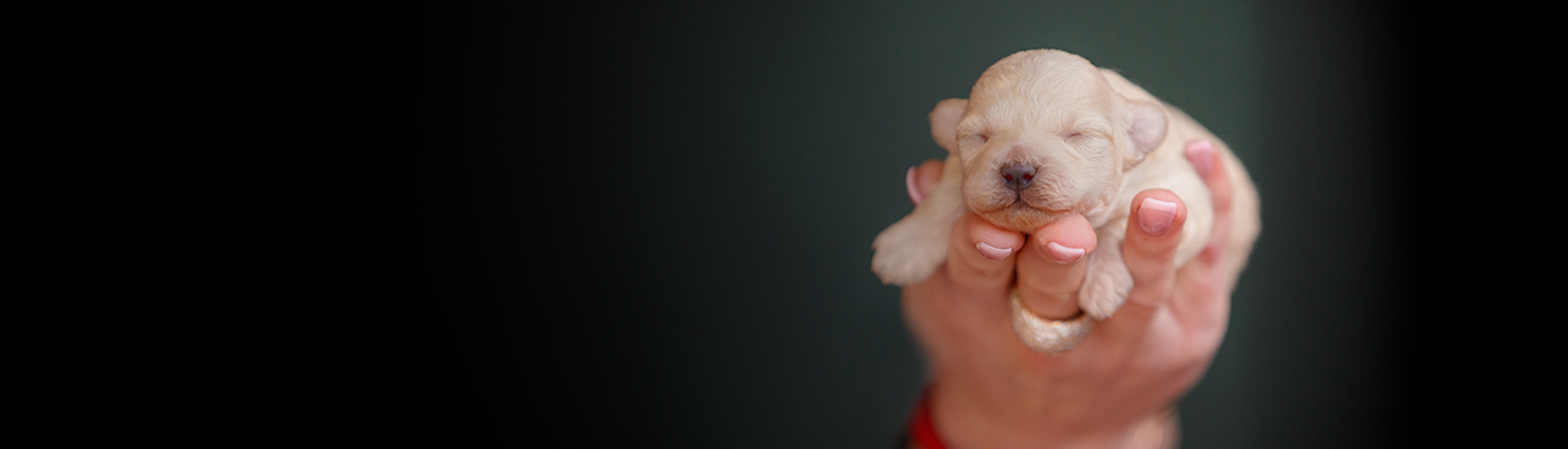 AKC Breeder Advice | AKC.tv