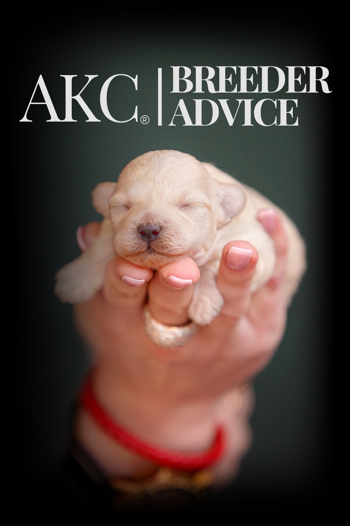 View Series & TV Shows on AKC.TV