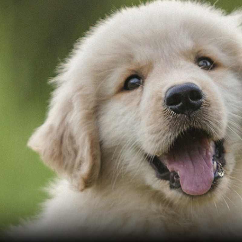 AKC Good Dog TV | AKC.tv