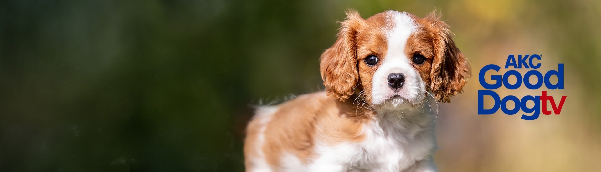 AKC Good Dog TV 2024 | AKC.tv