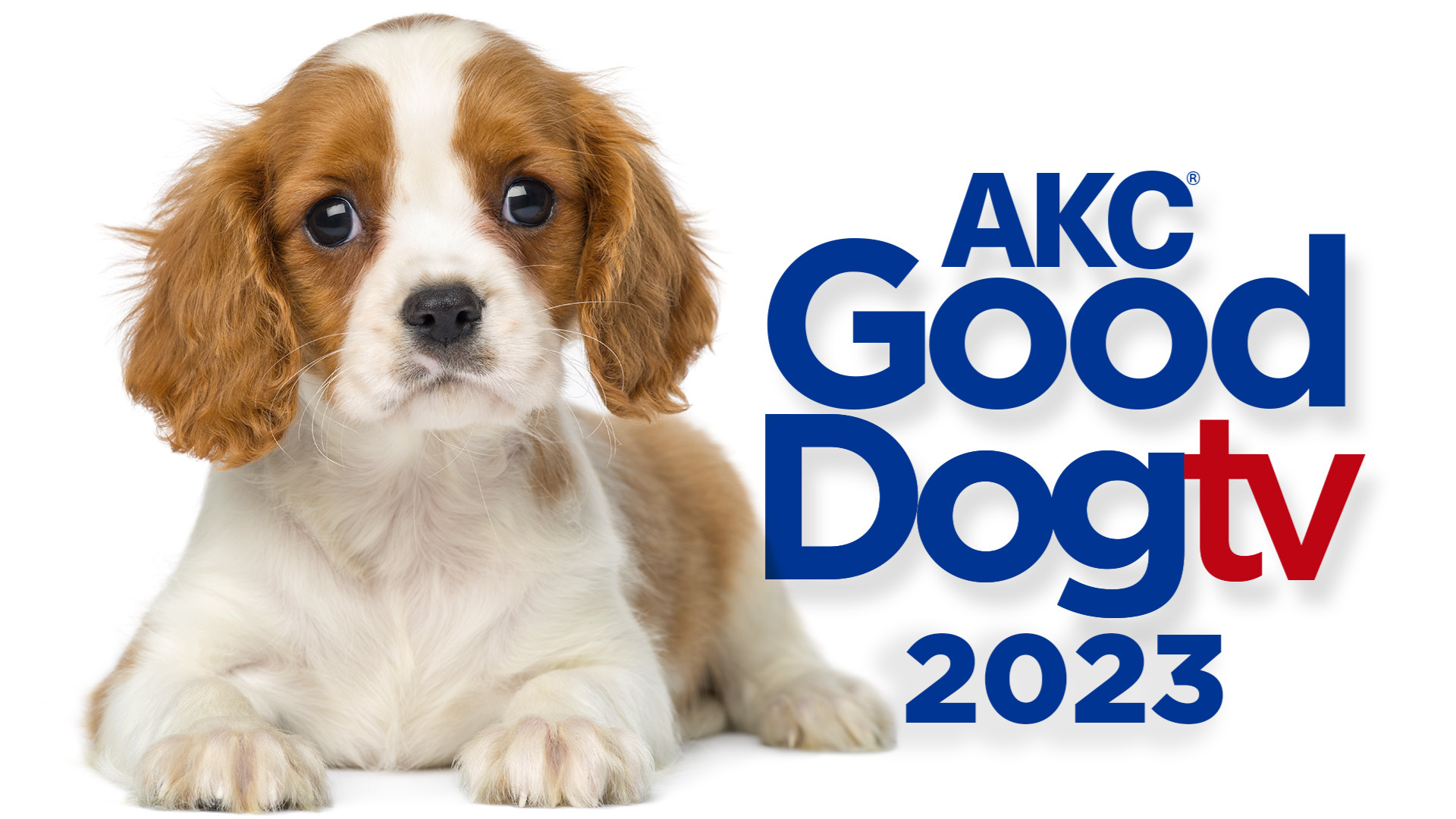 AKC Good Dog TV 2023 | AKC.tv