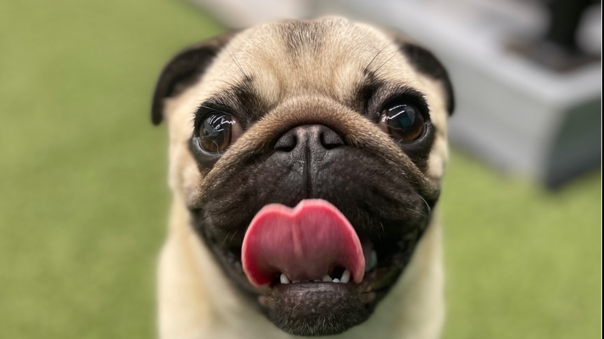 November 14, 2023 | AKC.tv