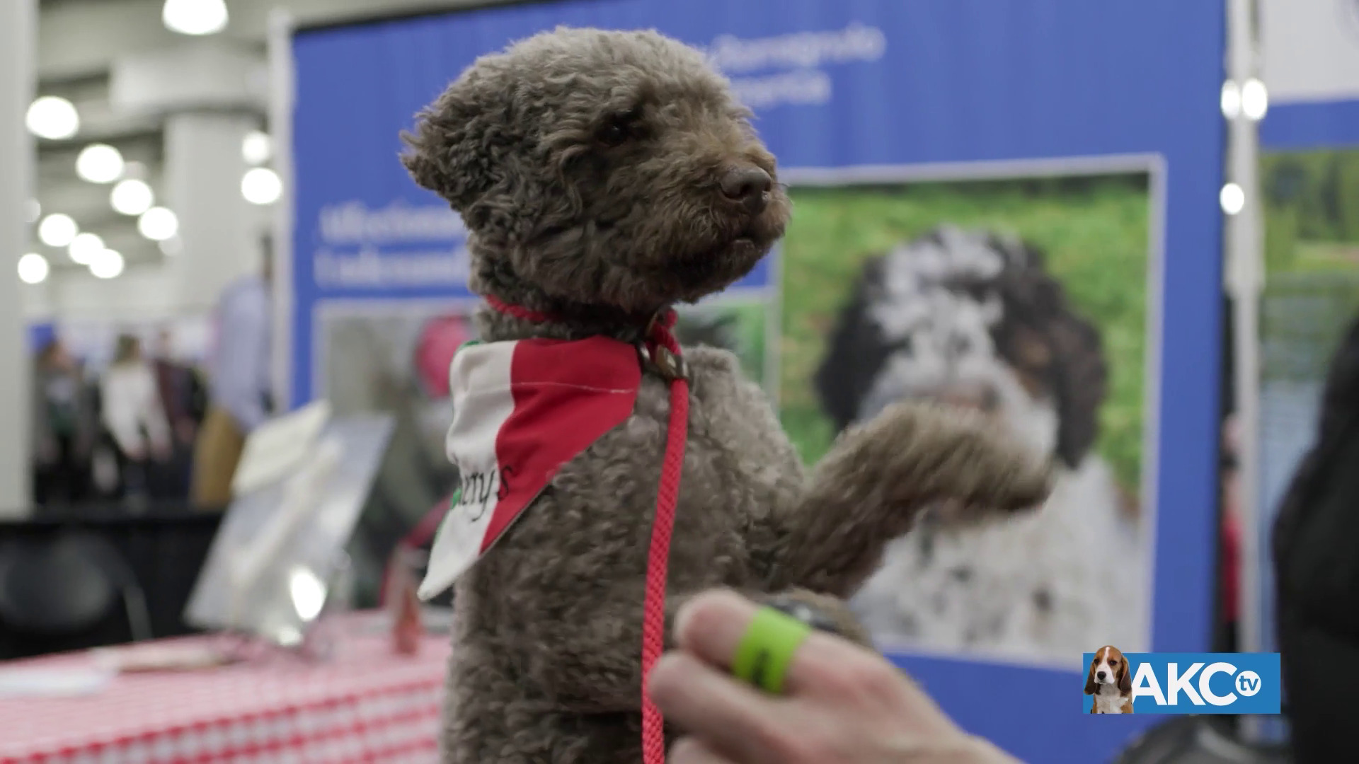 February 6, 2024 | AKC.tv