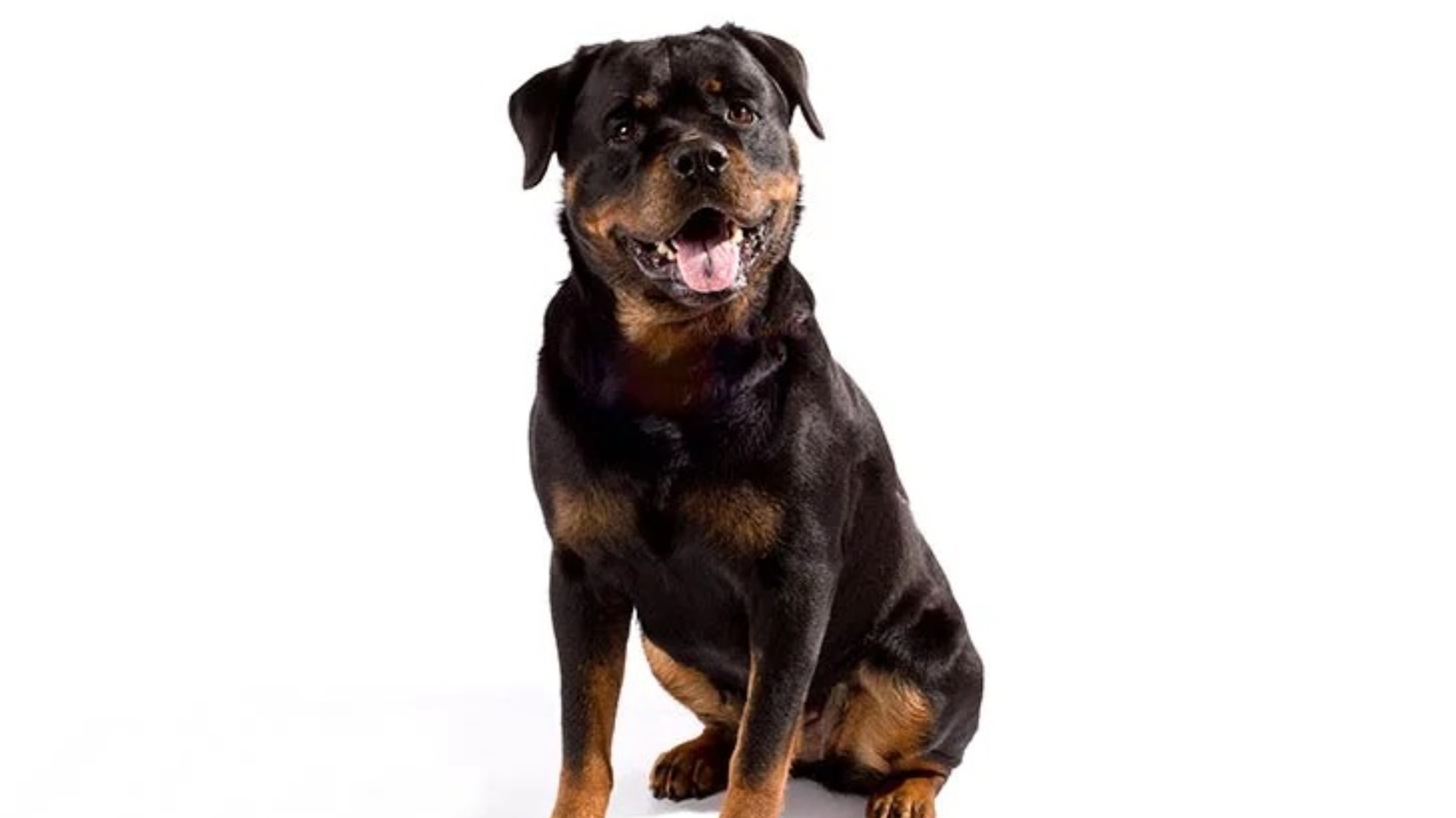 Round of A-Paws | Rottweiler, DIY Projects | AKC.tv