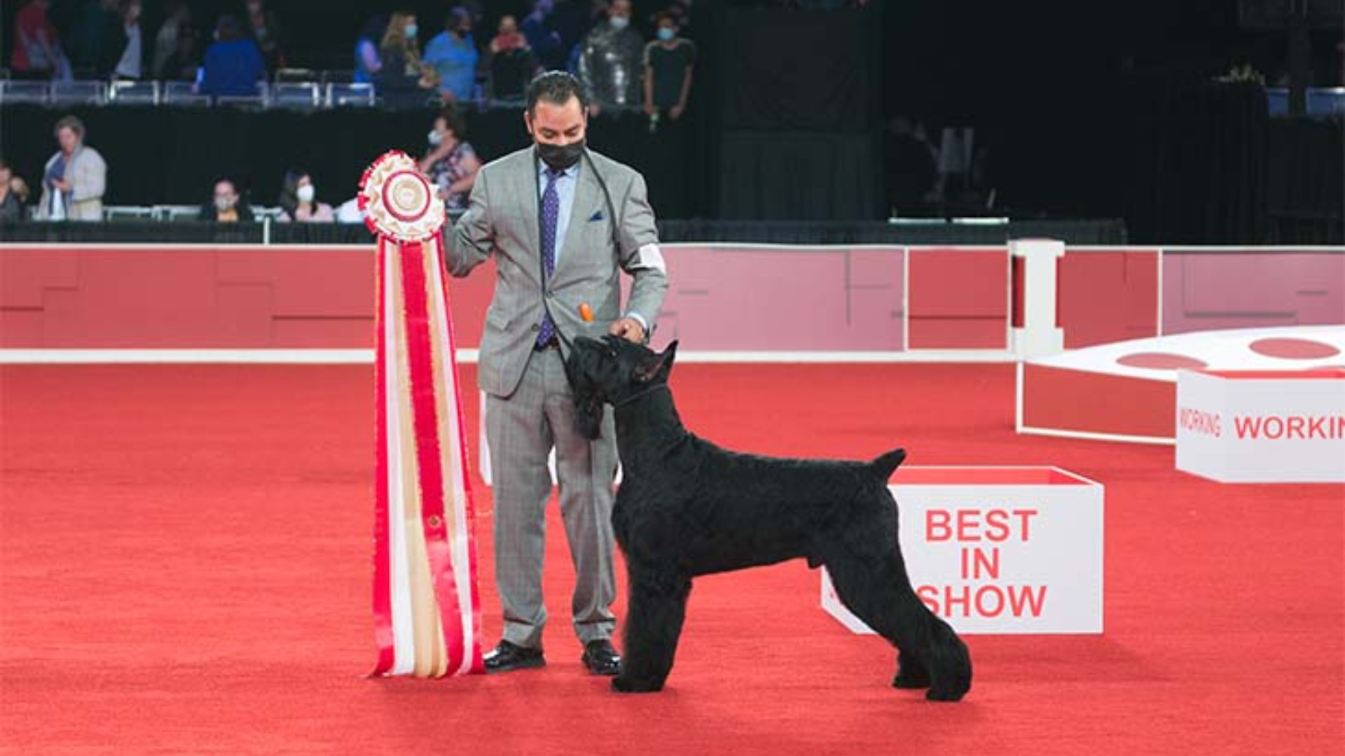 Recap of the 2022 AKC National Championship | AKC.tv
