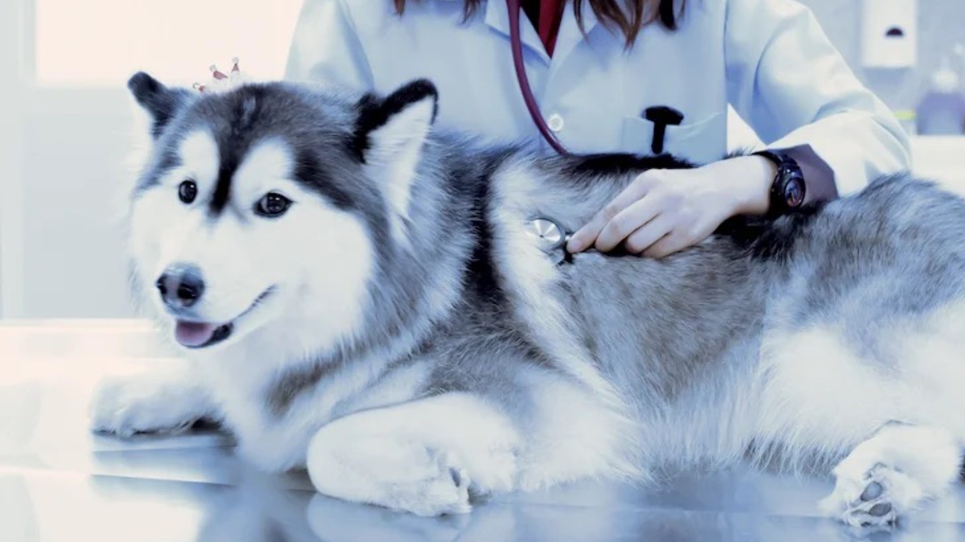 Ask the Vet with Dr. Jen the Vet | AKC.tv
