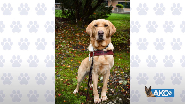 Two Guys and a Guide Dog | AKC.tv