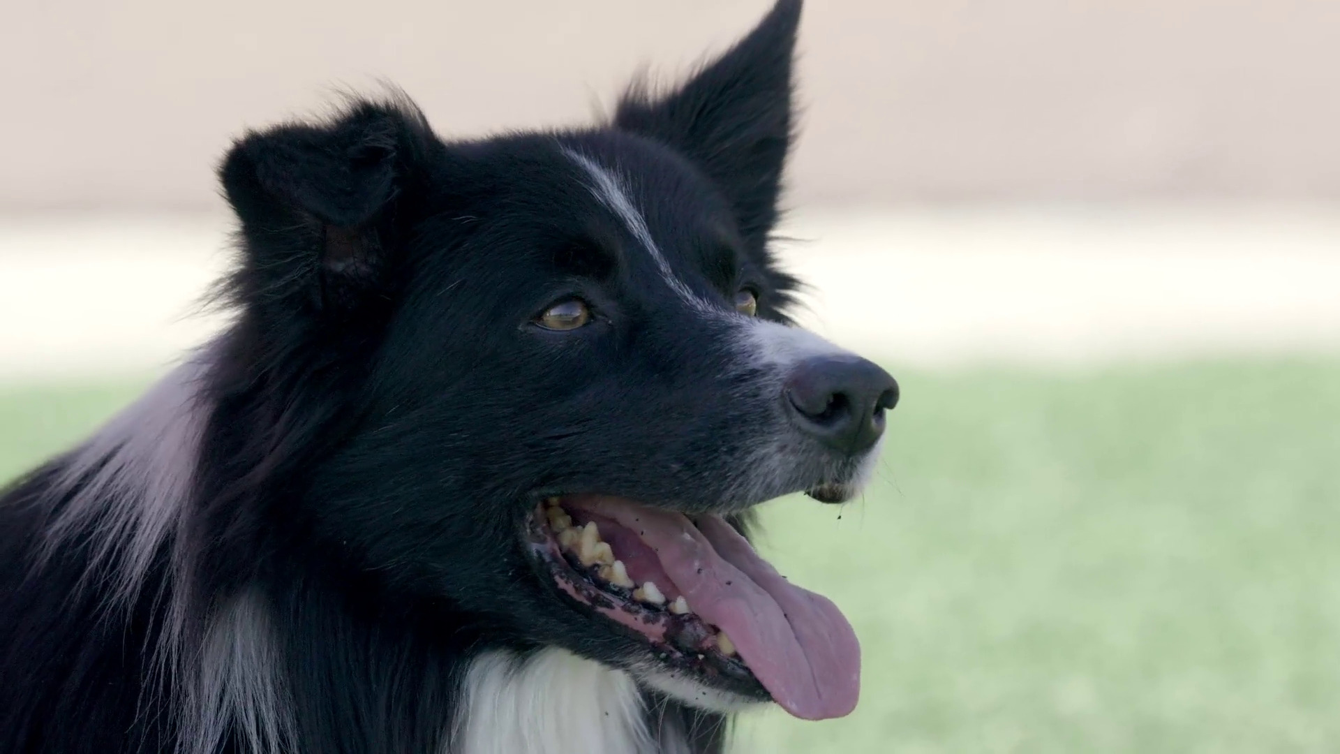 2023 ACE Exemplary Companion Dog | AKC.tv
