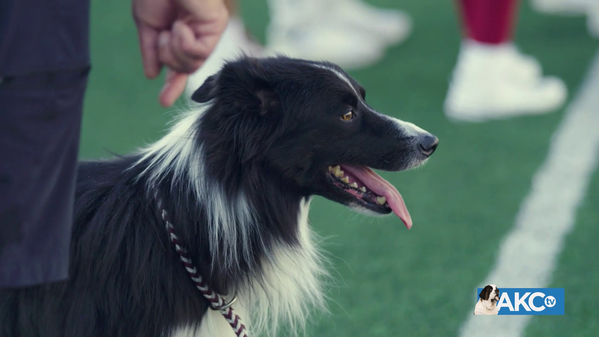 2023 ACE Award Exemplary Companion Dog | AKC.tv