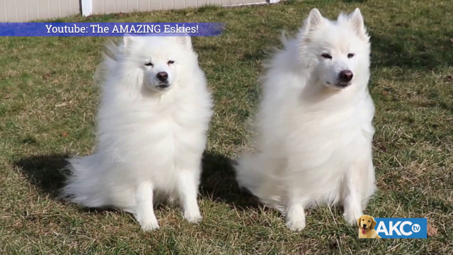 Training Tip: Sit-Front | AKC.tv
