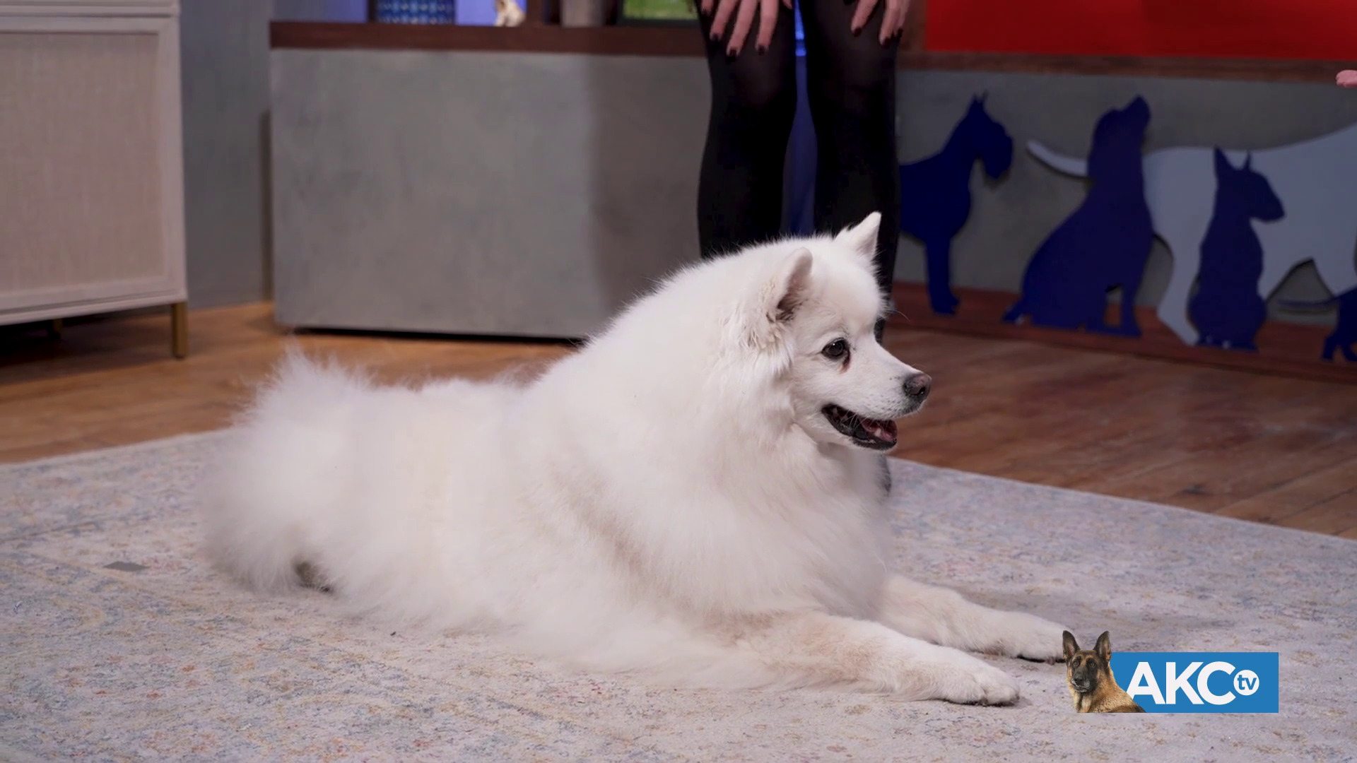 Amazing Eskies in Action | AKC.tv