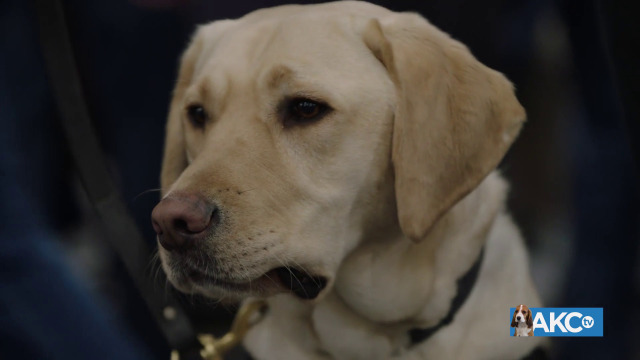 12th Annual AKC Meet the Breeds | AKC.tv