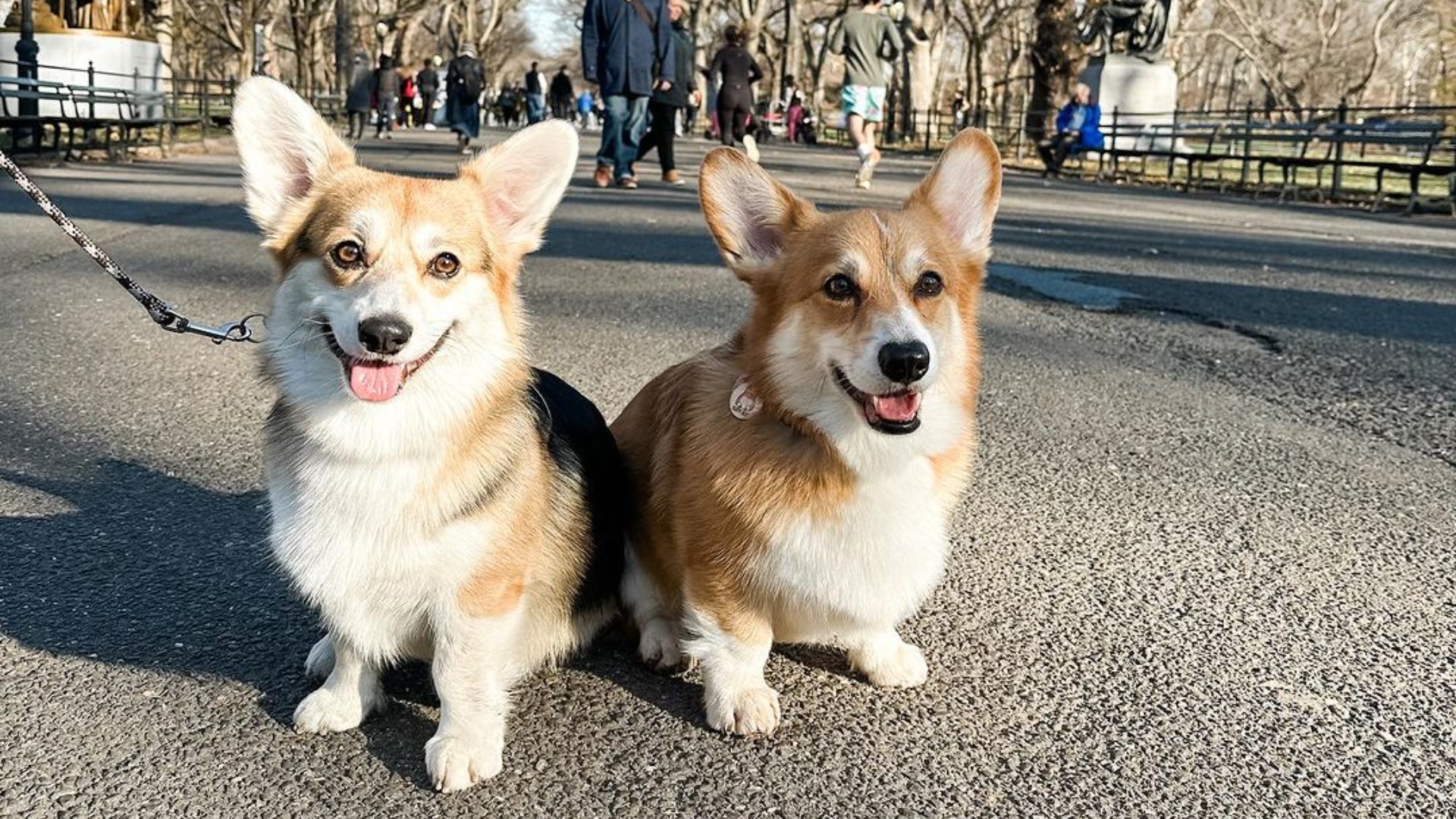Chaotic NYC Corgi Duo | AKC.tv