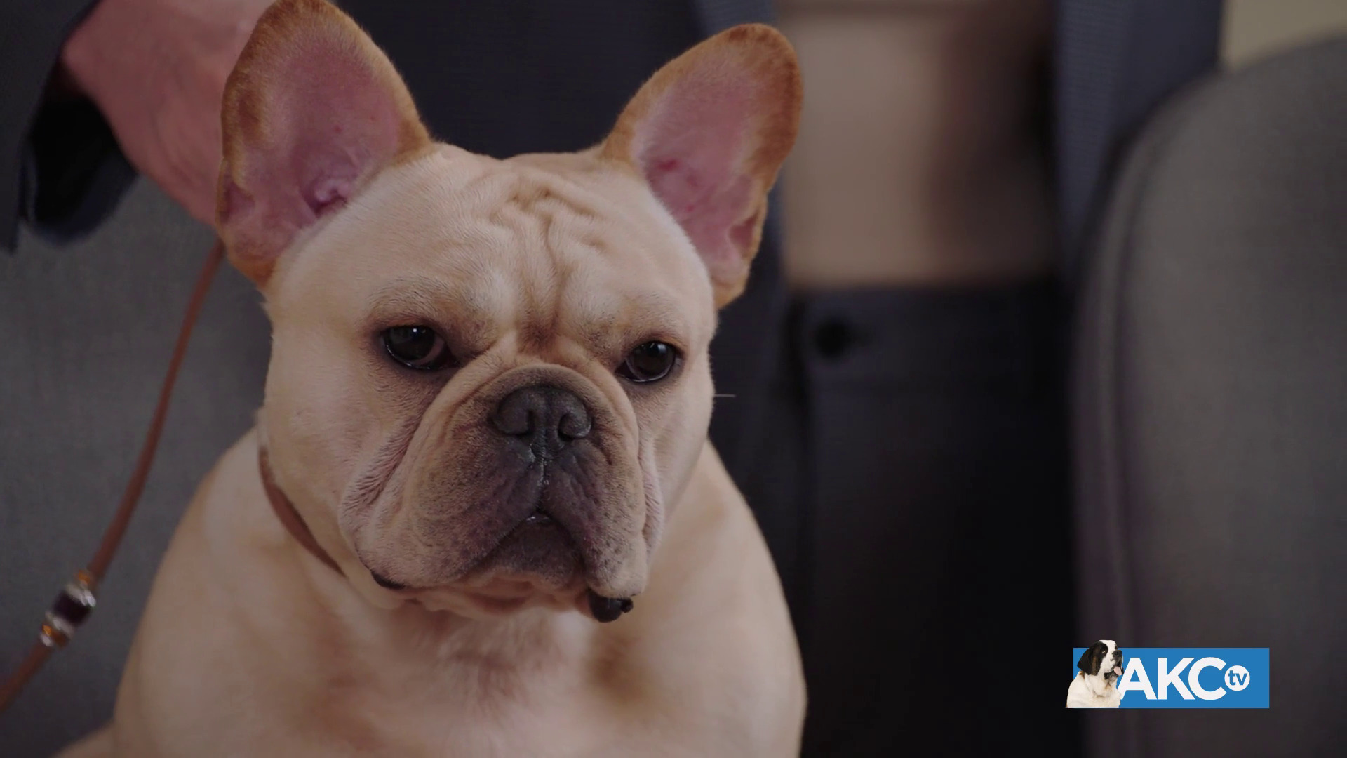 AKC TV Recaps the 2023 Most Popular Breeds | AKC.tv