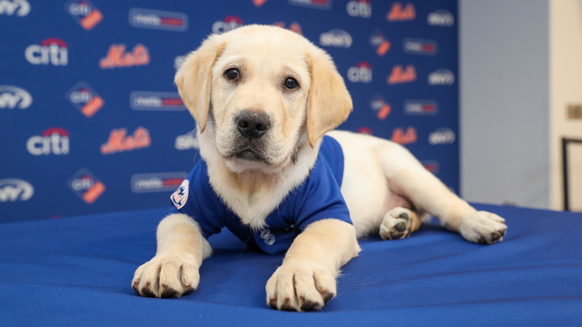 Round of A'Paws | Bloodhound, Team Dogs | AKC.tv