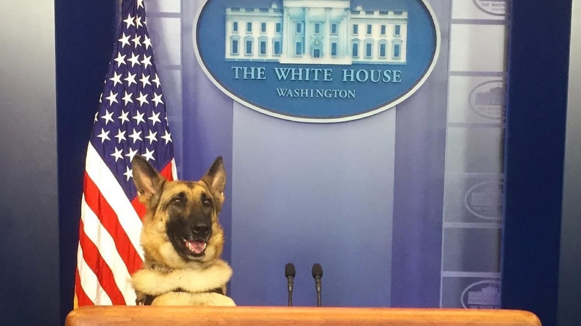Kaya's K9's; Nonprofit to Pay Veterinary Bills for Veteran's Service ...