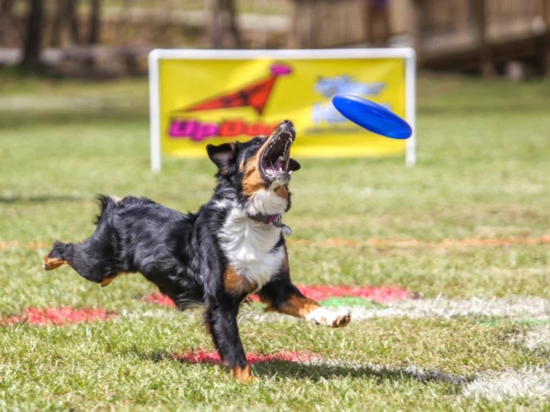 Sports | AKC.tv