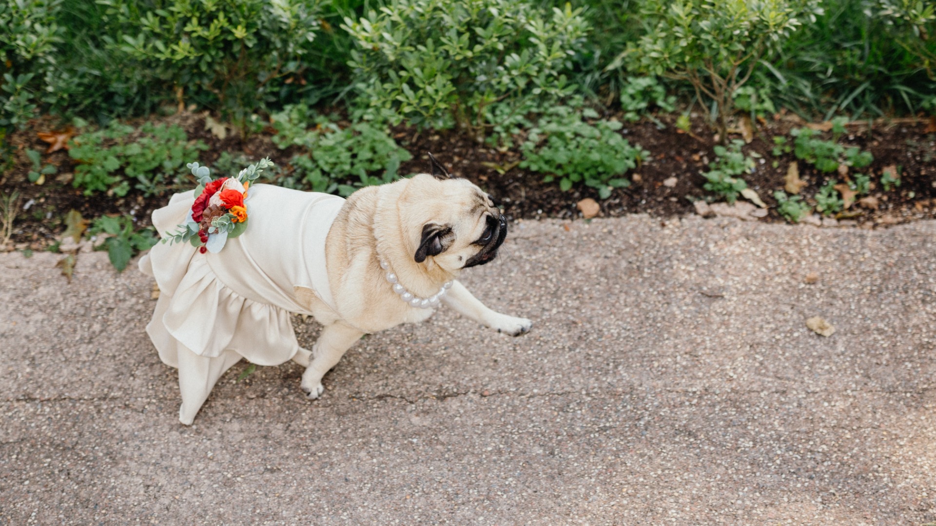 Bow wow weddings 60 photos - Astyledwedding.com
