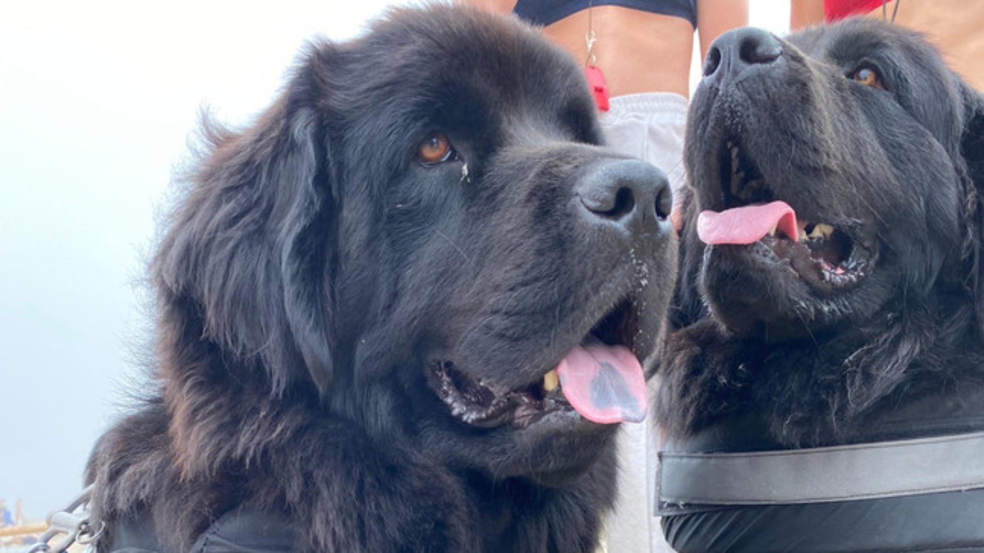 Inside the AKC DNA Program | AKC.tv