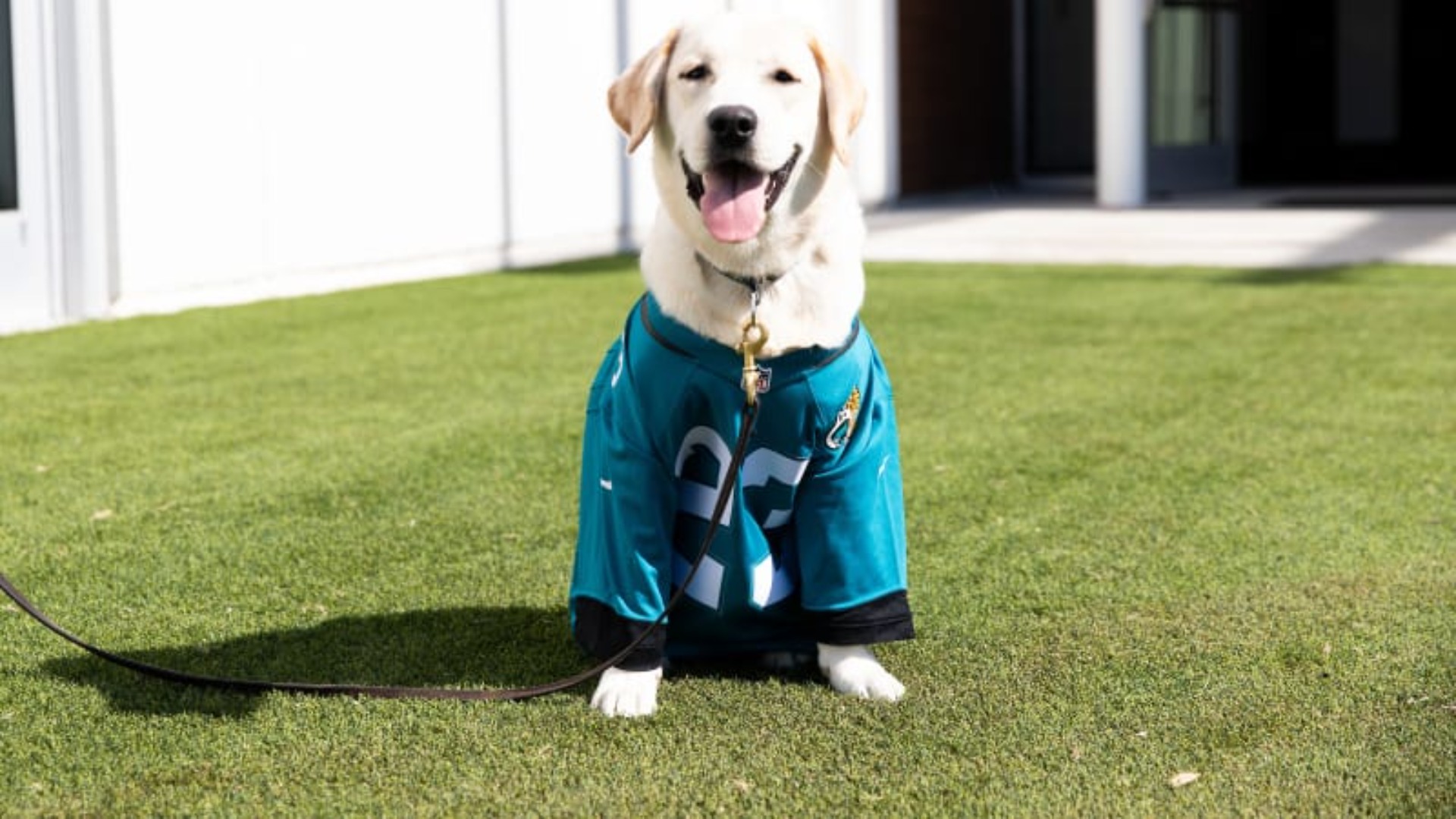 Inside the AKC DNA Program | AKC.tv