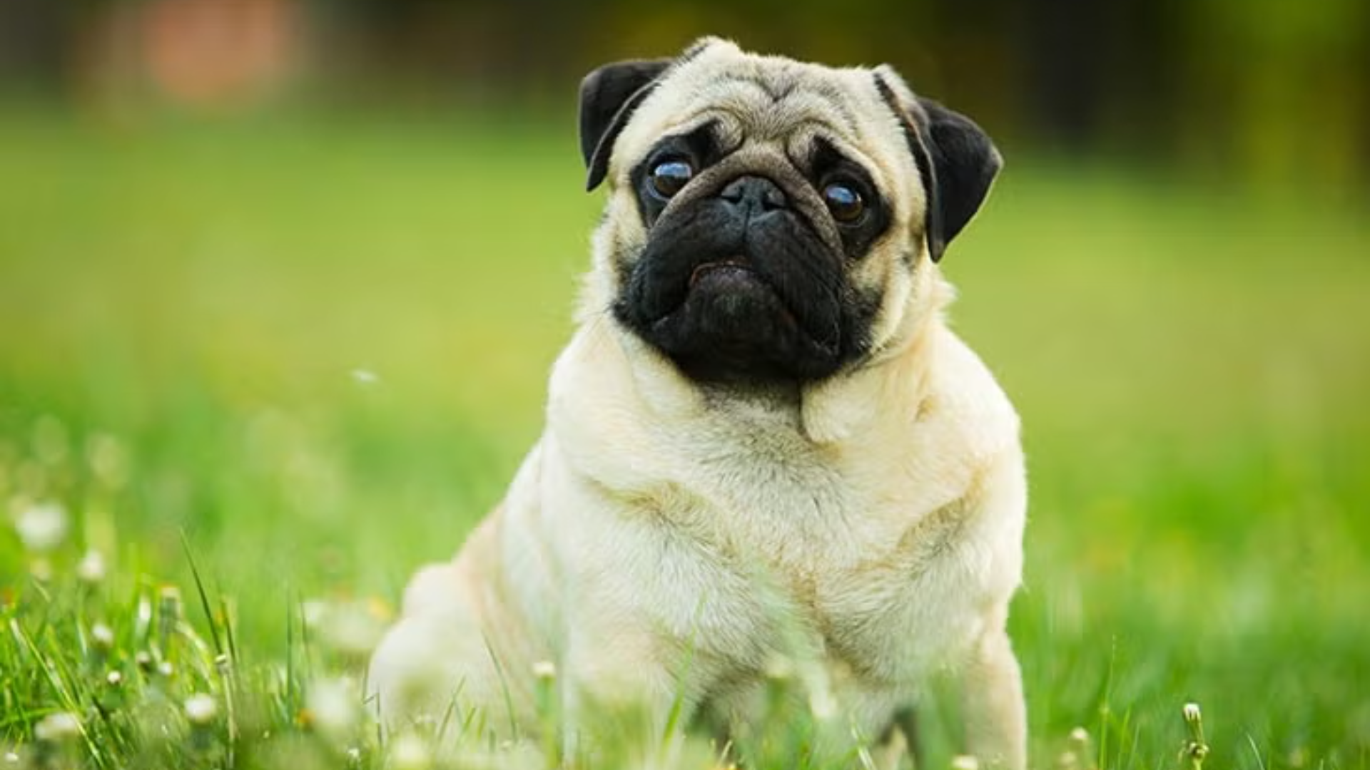 Puppies 24/7 | AKC.tv