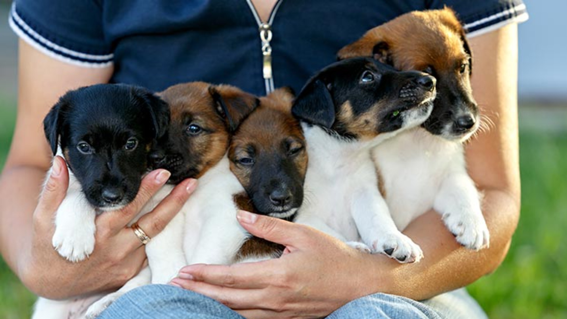 Inside the AKC DNA Program | AKC.tv