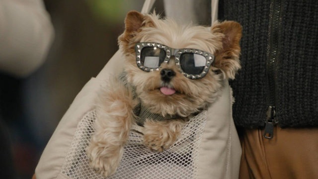 Meet the Breeds: Why We Love Our Dog | AKC.tv