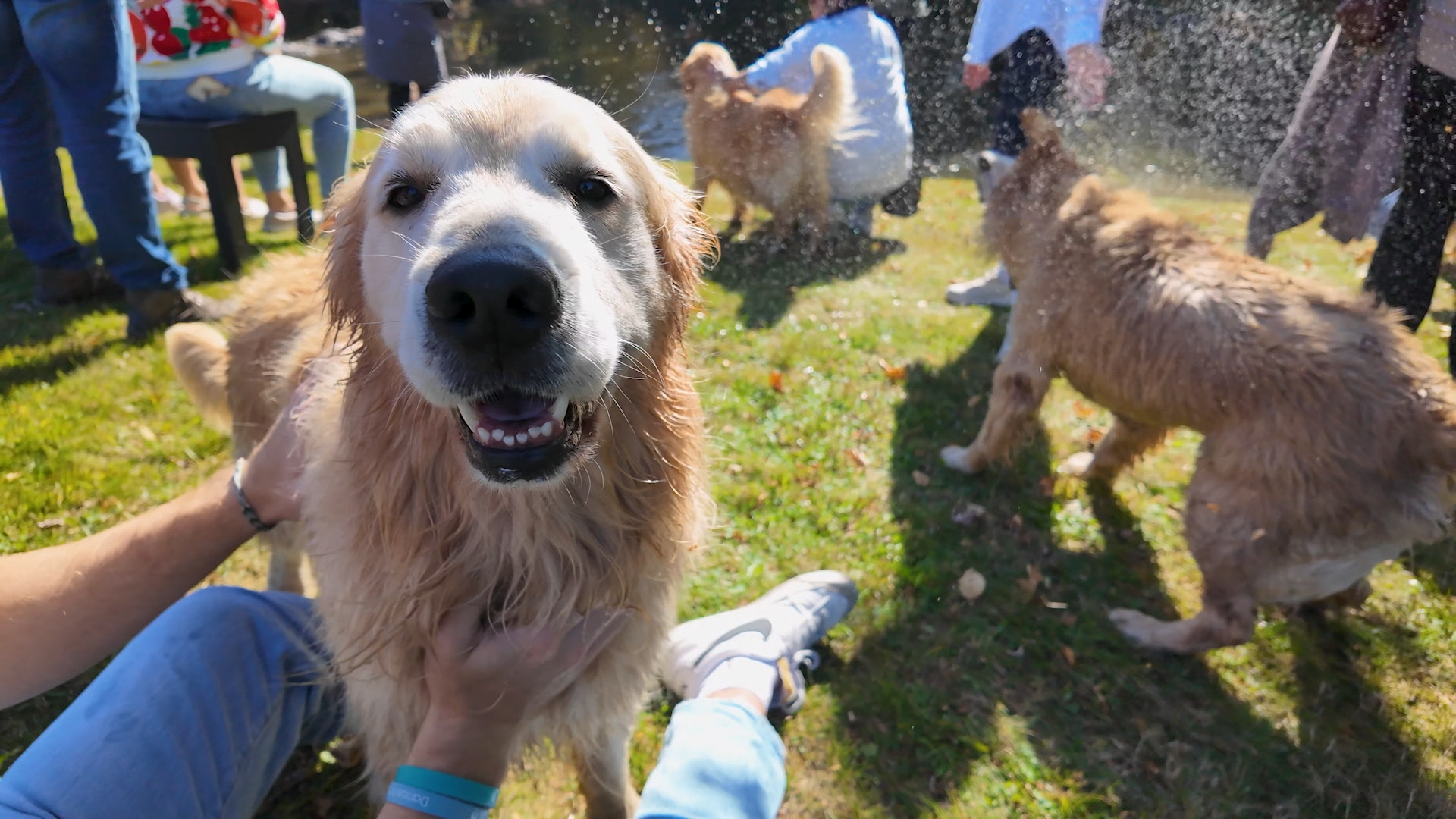 2025 Westminster Highlights & Best in Show Exclusive | AKC.tv